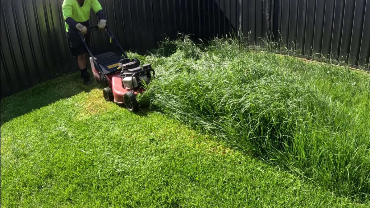 Can a Lawn Mower Cut Tall Grass - Dryer Enthusiast